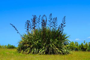 Harakeke | Punakaiki Accommodation, West Coast New Zealand