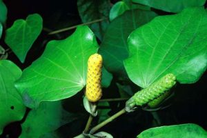 Kawakawa | Punakaiki Accommodation, West Coast New Zealand